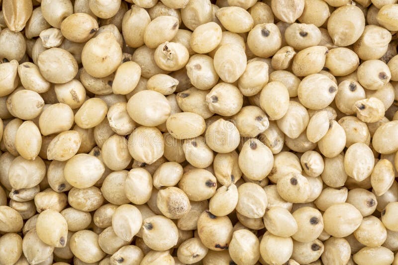 712 Free Sorghum Stock Photos - Free & Royalty-Free Stock Photos from ...