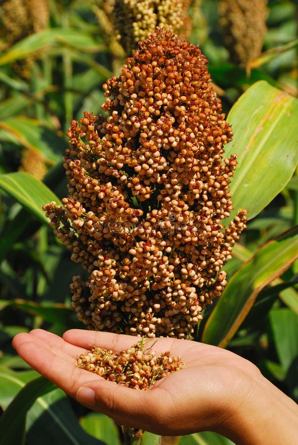 Sorghum in hand stock photo. Image of agriculture, flour - 6452664