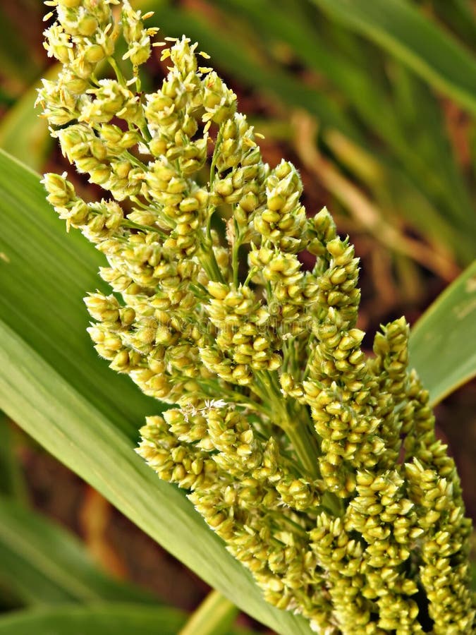 938 Jowar Stock Photos - Free & Royalty-Free Stock Photos from Dreamstime
