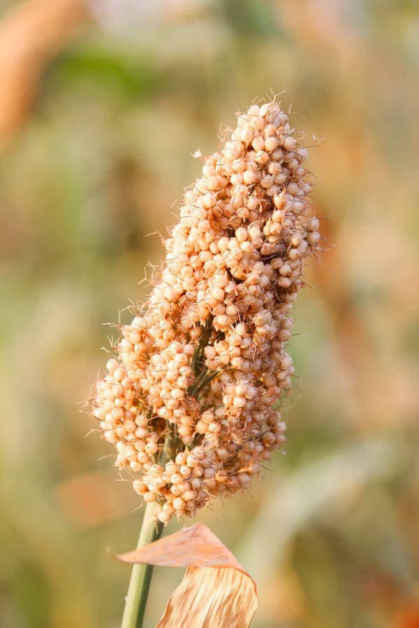 Sorghum or Jowar Grain Field Stock Photo - Image of field, organic ...