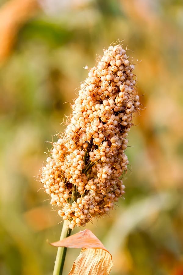 Sorghum or Jowar Grain Field. Stock Photo - Image of growing, grain ...