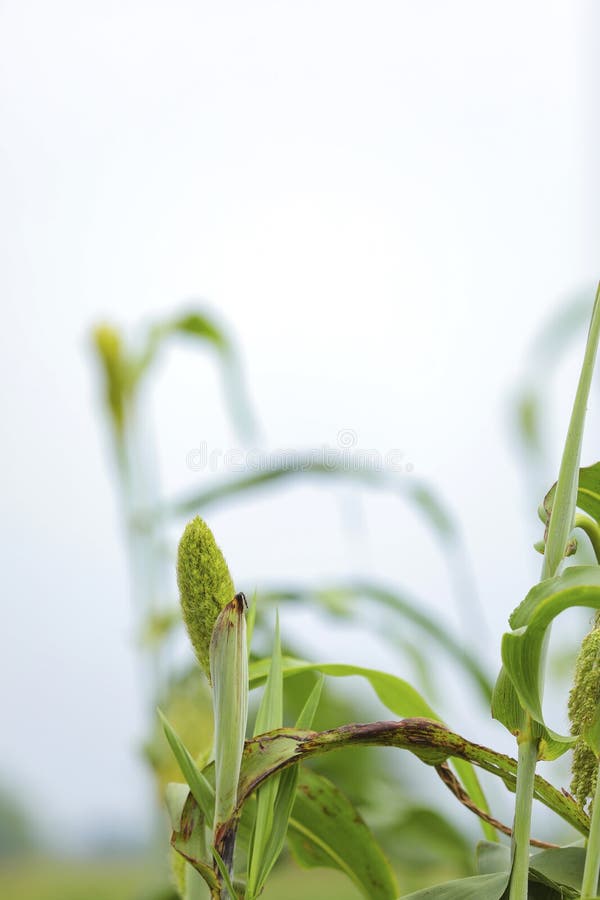 Sorghum or Jowar Grain Field Stock Image - Image of agricultural ...