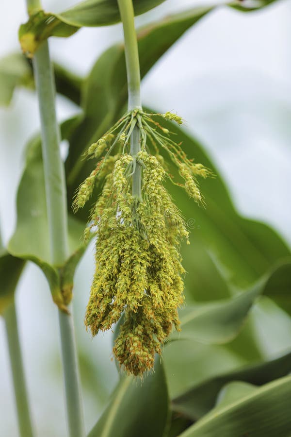 Sorghum or Jowar Grain Field Stock Image - Image of grain, jowari ...