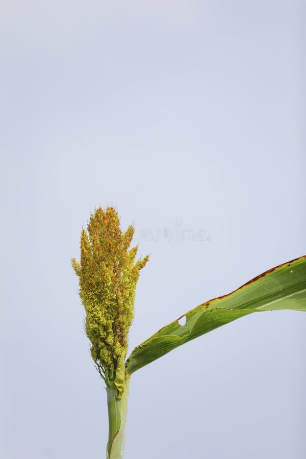 Sorghum or Jowar Grain Field Stock Image - Image of farm, growth: 218780025