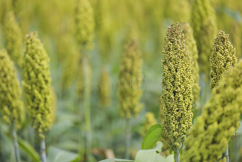 Sorghum or Jowar Grain Field Stock Image - Image of growing, grow ...