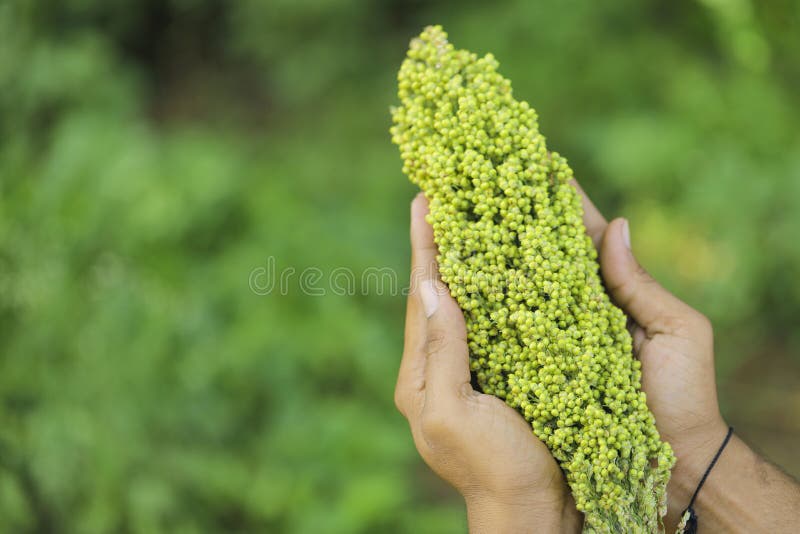Sorghum or Jowar Grain Field Stock Image - Image of harvesting, food ...