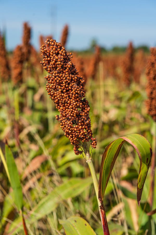 Sorghum or Millet Agent Blue Sky Stock Image - Image of natural, corn ...