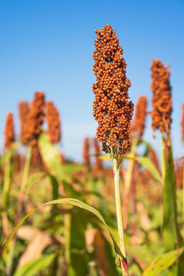 Sorghum or Millet Field Agent Blue Sky Stock Image - Image of ...