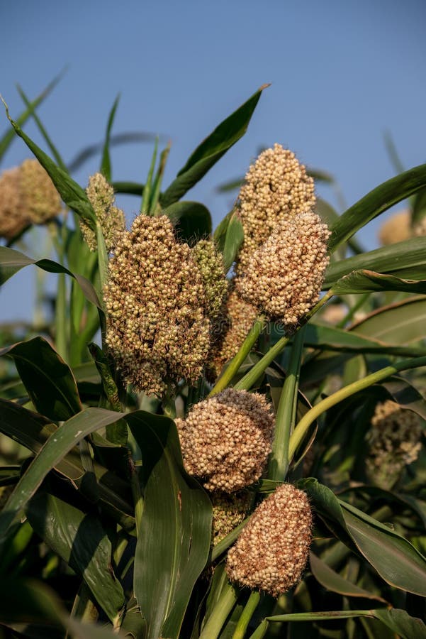 Sorghum, Sorghum or Millet Field with Blue Sky Background Stock Photo ...
