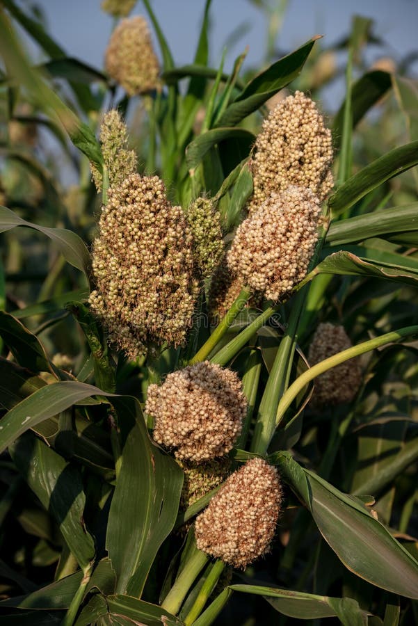 Sorghum, Sorghum or Millet Field with Blue Sky Background Stock Image ...