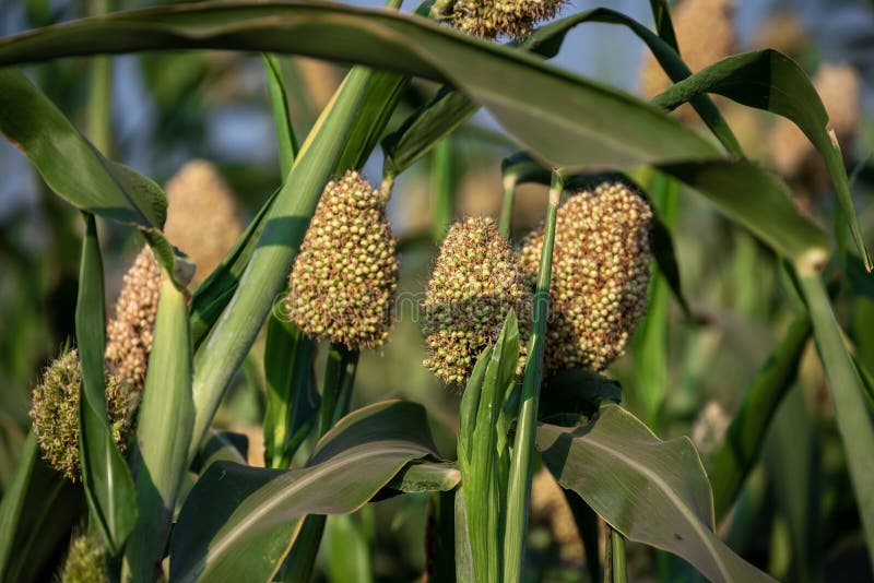 Sorghum, Sorghum or Millet Field with Blue Sky Background Stock Image ...