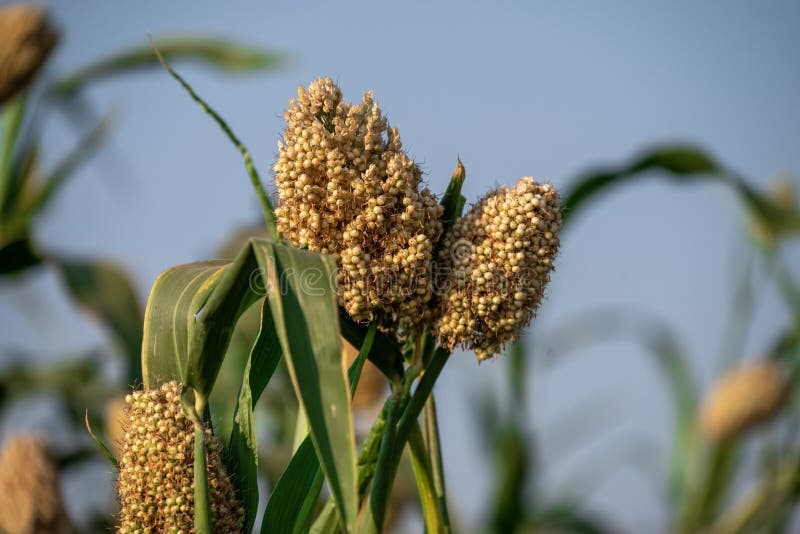 Sorghum, Sorghum or Millet Field with Blue Sky Background Stock Photo ...