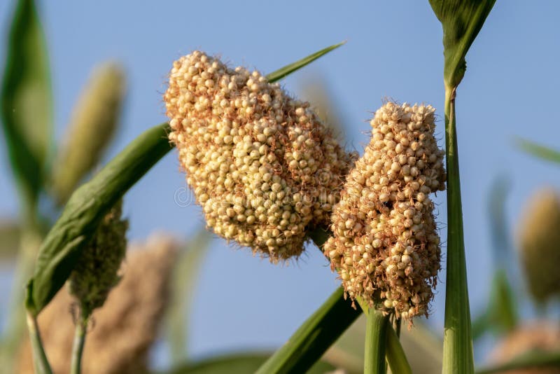 Sorghum, Sorghum or Millet Field with Blue Sky Background Stock Image ...