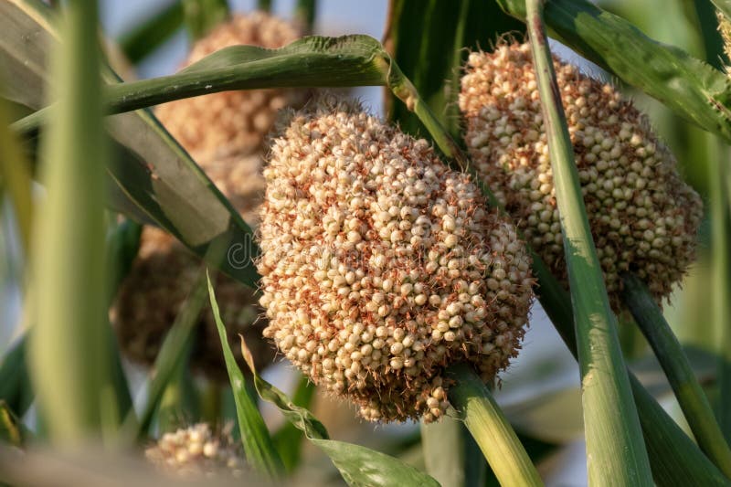 Sorghum, Sorghum or Millet Field with Blue Sky Background Stock Image ...
