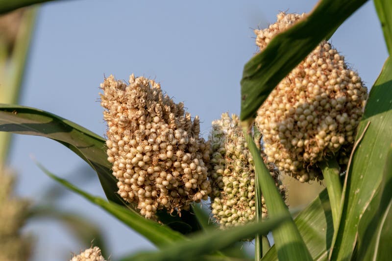 Sorghum, Sorghum or Millet Field with Blue Sky Background Stock Photo ...