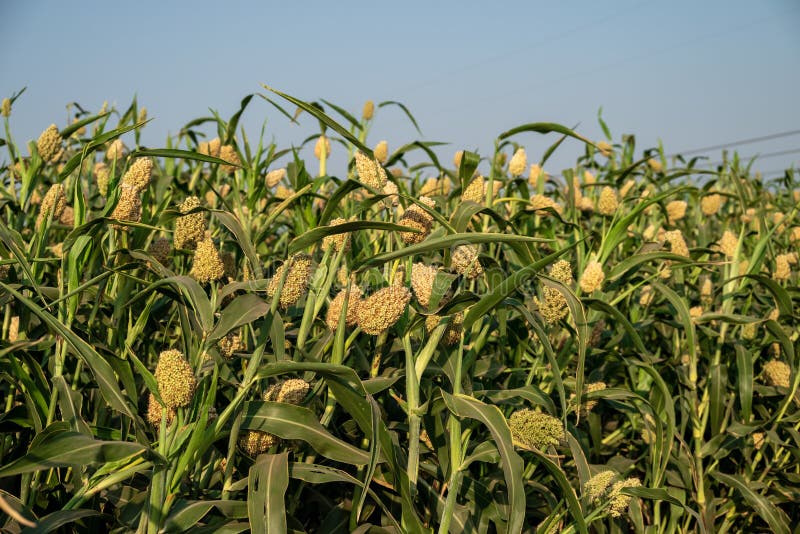 Sorghum, Sorghum or Millet Field with Blue Sky Background Stock Photo ...