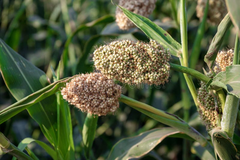 Sorghum, Sorghum or Millet Field with Blue Sky Background Stock Photo ...