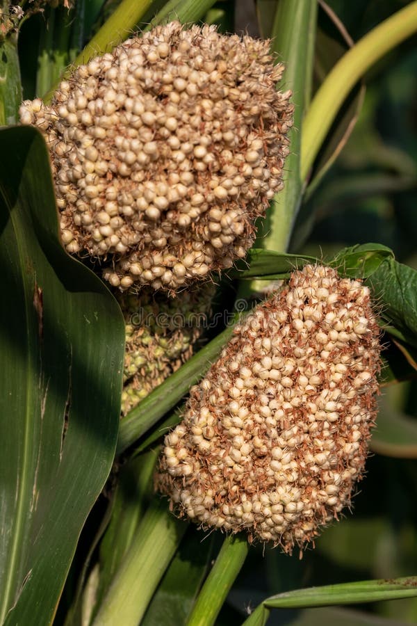 Sorghum, Sorghum or Millet Field with Blue Sky Background Stock Image ...