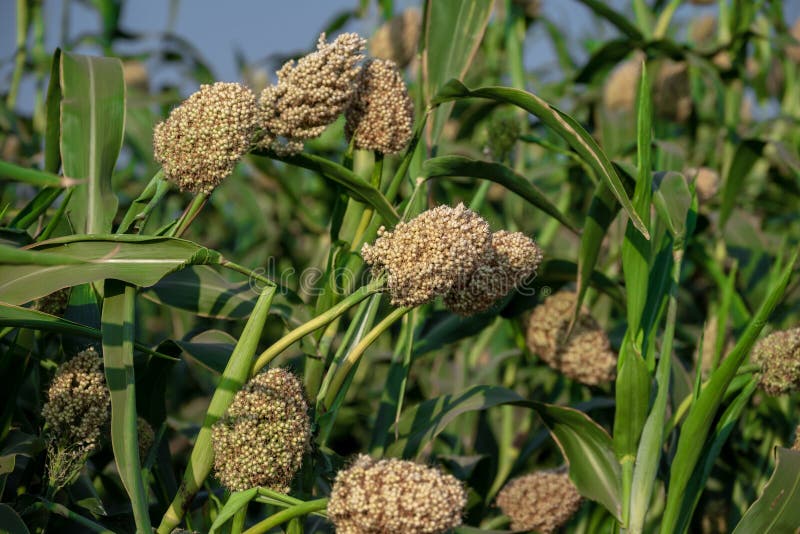 Sorghum, Sorghum or Millet Field with Blue Sky Background Stock Photo ...