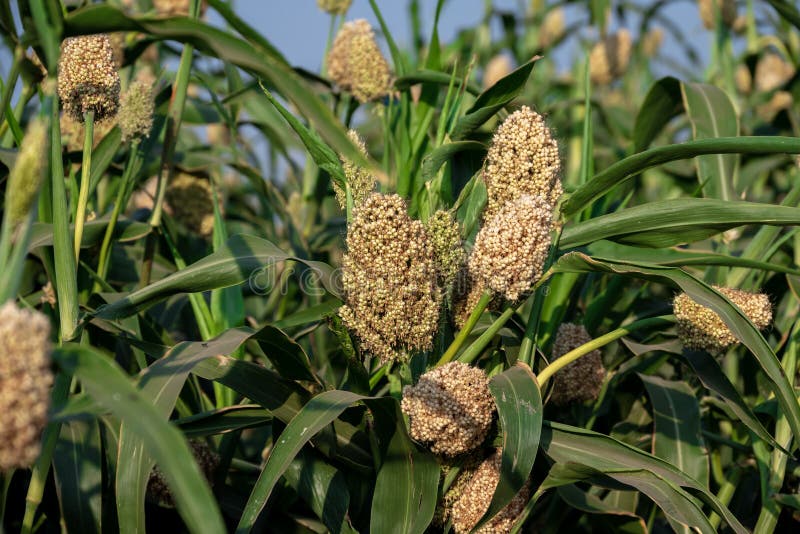 Sorghum, Sorghum or Millet Field with Blue Sky Background Stock Image ...
