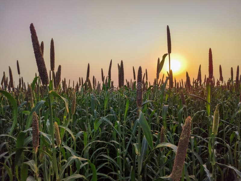 Sorghum or Millet Fields at Sunset Stock Image - Image of green ...