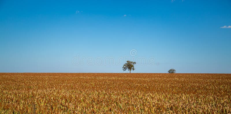 Sorghum Plantation Field Plant Seed Stock Image - Image of cereal ...