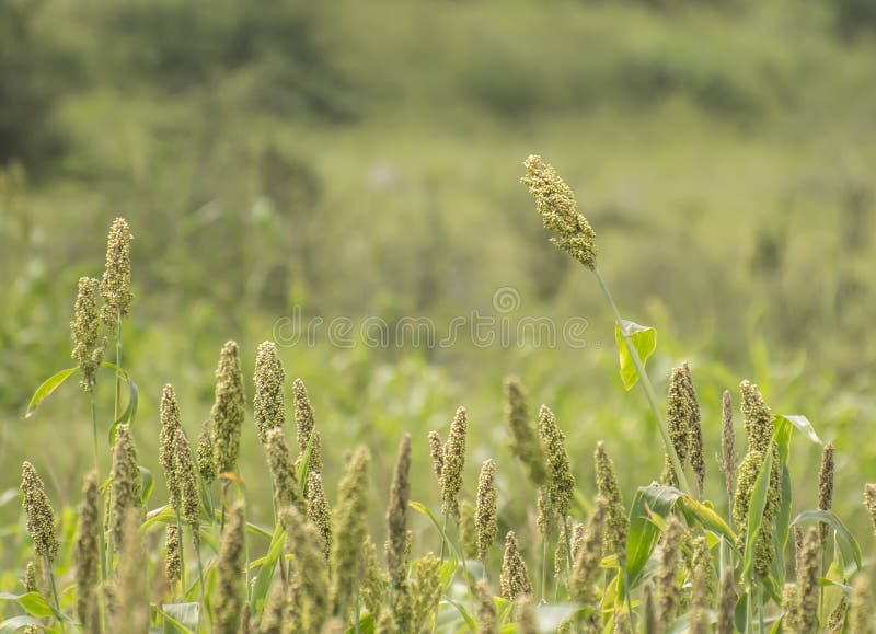 Sorghum Pods and Crop stock image. Image of india, farm - 59517885