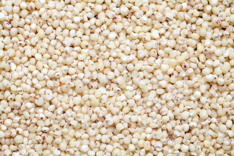 Close Up of Sorghum in the Field. Stock Image - Image of health, corn ...