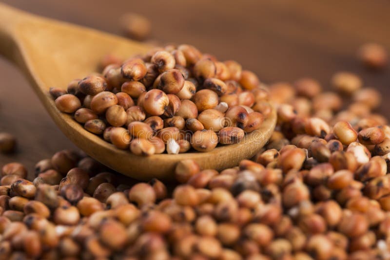 Sorghum Bicolor, Commonly Called Sorghum and Also Known As Great Millet ...