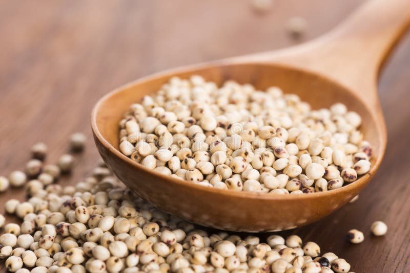 Sorghum stock image. Image of field, harvest, drought - 10076957