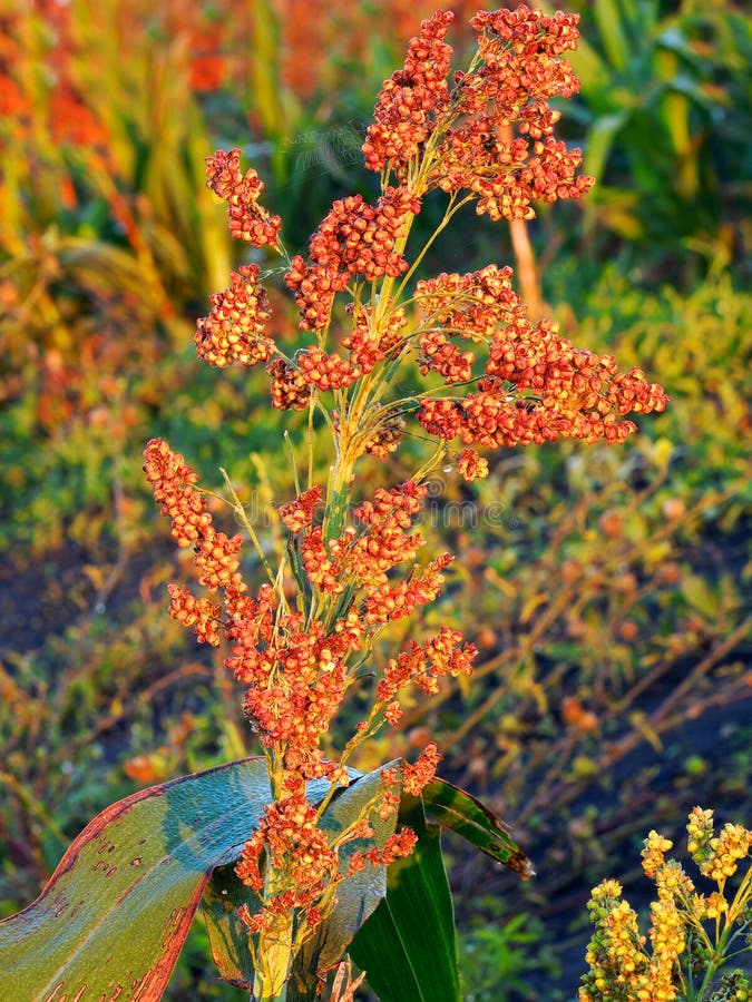 Sorghum Plant