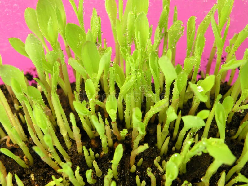 Sorghum sprouts stock image. Image of drops, production - 19763855