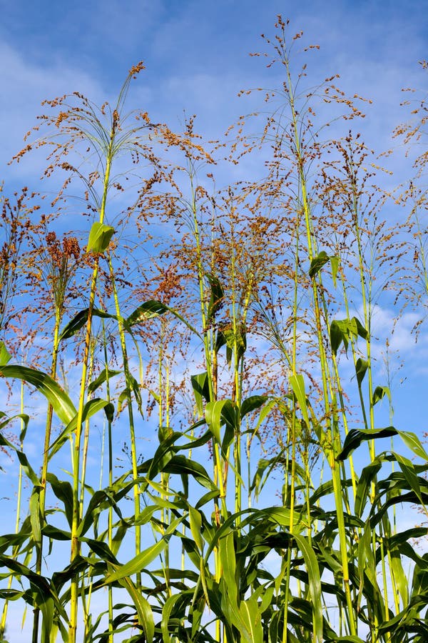Sorghum Stock Photos - Download 4,925 Royalty Free Photos
