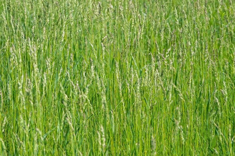 Sorghum weed stock image. Image of fresh, nature, footstalk - 126290425
