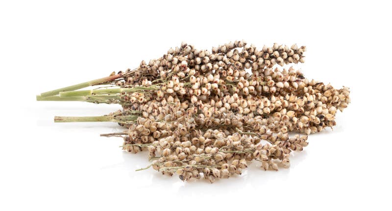 Sorghum on White Background Stock Image - Image of background, food ...