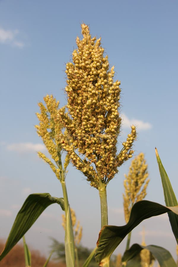 Sorgo fotografia stock. Immagine di freschezza, combustibile - 35434852