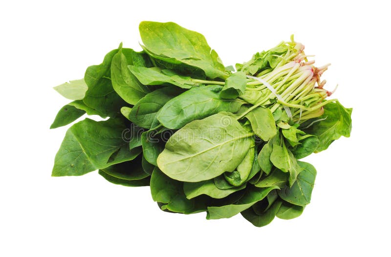 Sorrel stock image. Image of foliage, background, healthy - 18134505