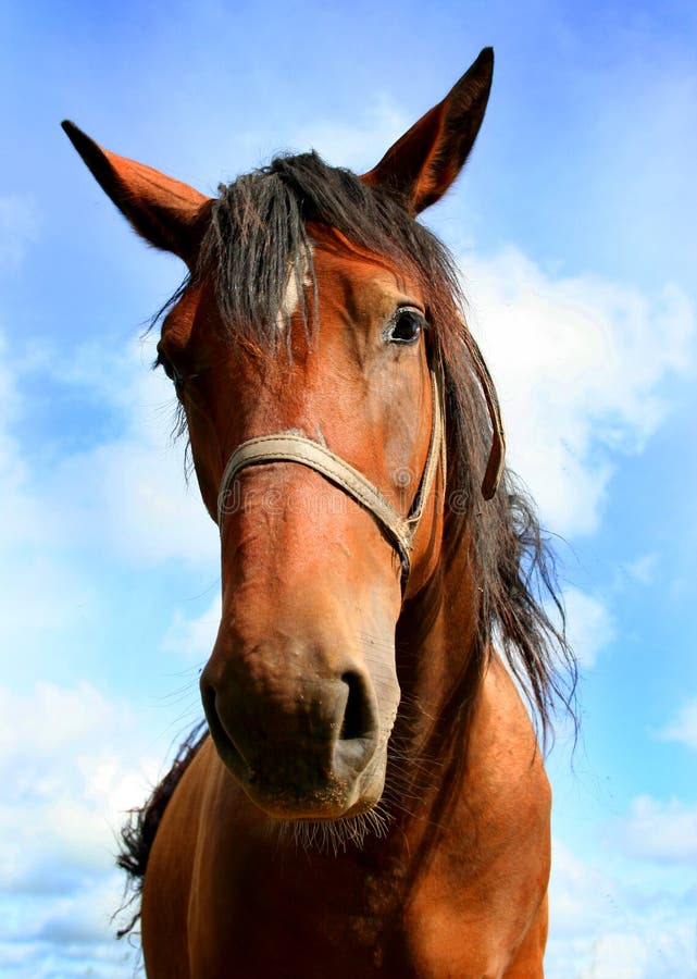 Horse stock photo. Image of animal, domestic, equine - 14358486
