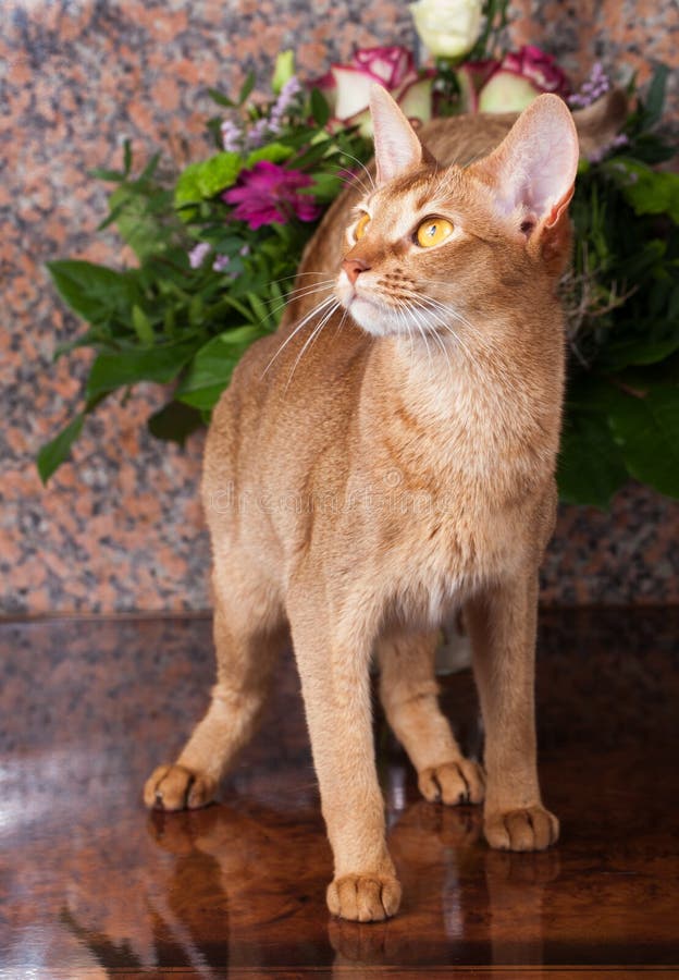 A Sorrel Female Abyssinian Cat on a Brown Table Stock Image - Image of ...