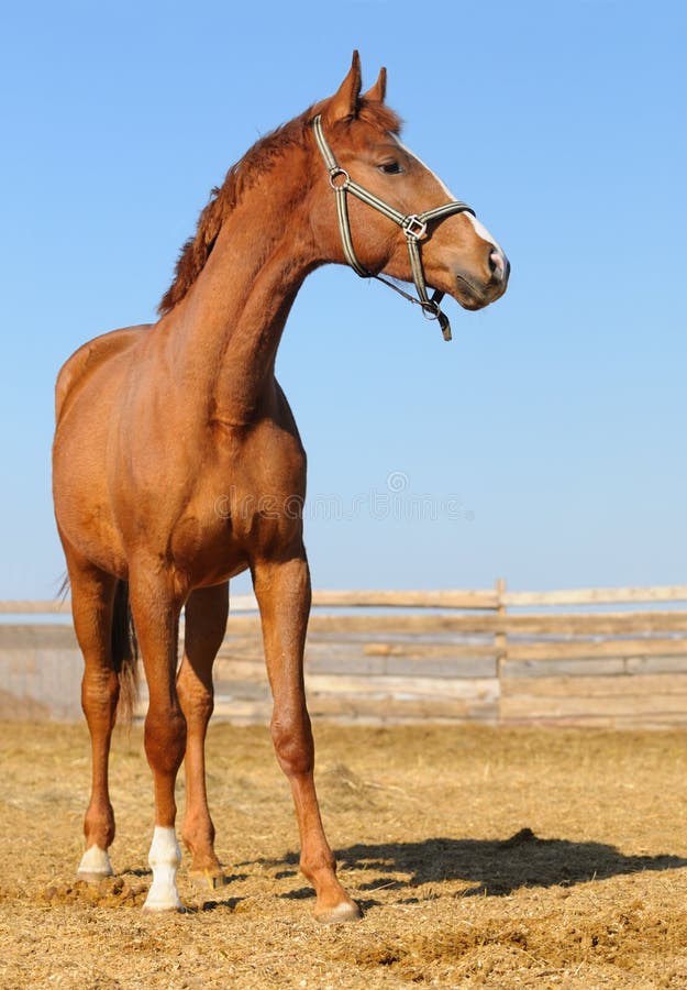 Sorrel foal stock photo. Image of equestrian, horse, foal - 23267488