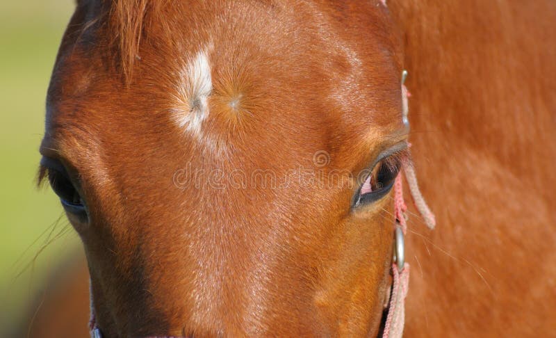 Sorrel foal stock image. Image of sorrel, animal, foal - 7083707