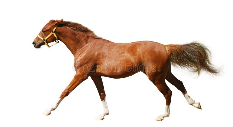 Sorrel foal gallops stock image. Image of animal, white - 4072383