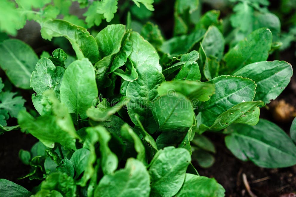 Sorrel Growing in Spring Garden Stock Photo - Image of fresh, spring ...