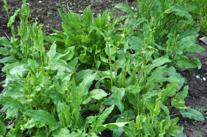 Sorrel is Grown in Open Ground Stock Photo - Image of cultivation ...