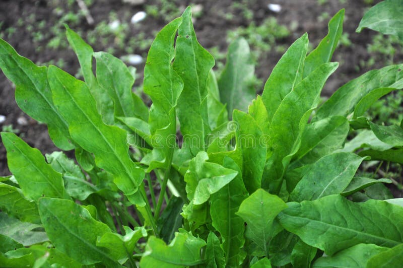 Sorrel is Grown in Open Ground Stock Photo - Image of dock, kitchen ...