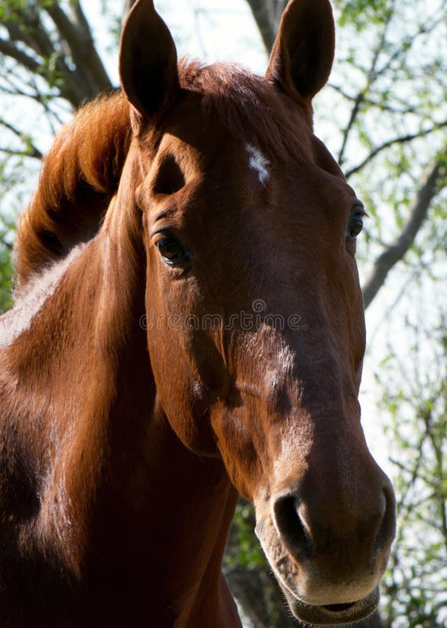 Sorrel horse stock photo. Image of horse, camera, close - 11103502