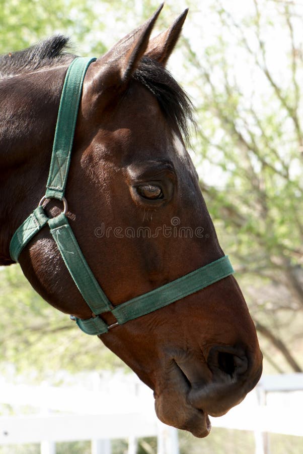 Sorrel horse stock photo. Image of purebred, headstall - 11168112