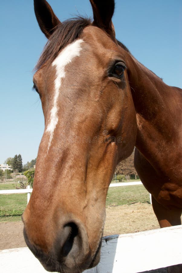 Sorrel horse stock photo. Image of horse, headstall, close - 11103788