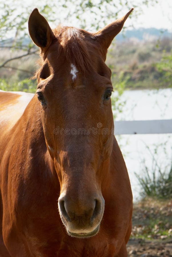 Sorrel horse stock photo. Image of purebred, headstall - 11168112