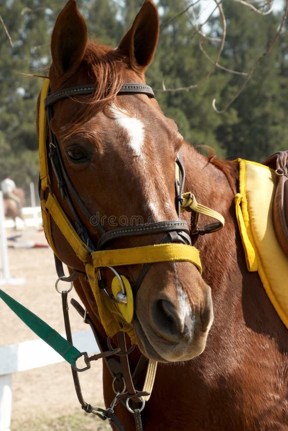 Sorrel horse stock image. Image of camera, outdoors, horse - 11168303